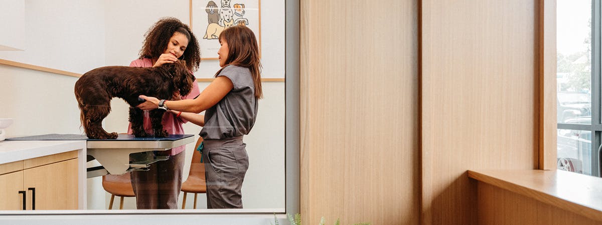 Modern Animal | Dallas | Prestonwood Place