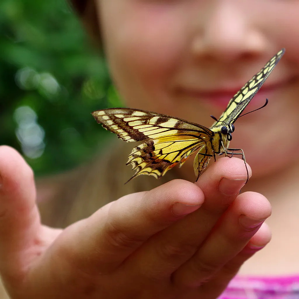 Pop Up Bug Museum- Kids Club Event | Hillsdale Shopping Center | San Mateo