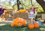Visit The Pumpkin Patch NorthPark Center