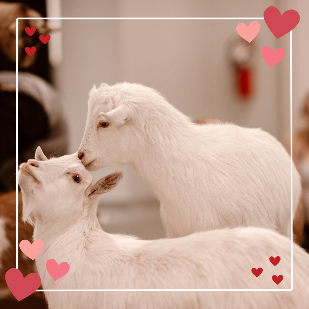 Events :: The Orchard Town Center :: Westminster CO